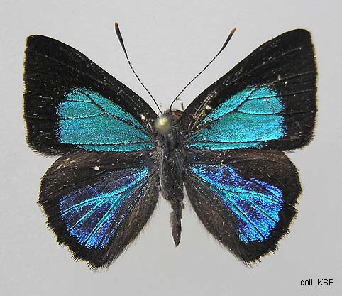 Papua Insects Foundation (Lepidoptera/Lycaenidae/Lycaeninae ...